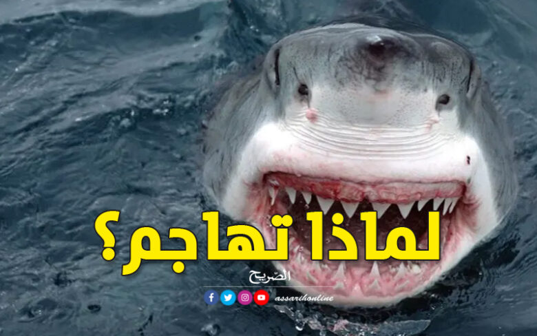 علماء: في هذه الحالات فقط تهاجم أسماك القرش البشر.. – Assarih