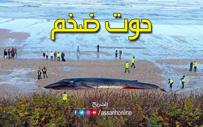 العثور على حوت ضخم يبلغ طوله 16 مترا – Assarih
