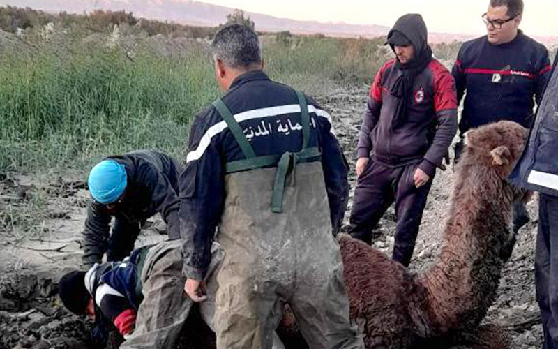 المتلوّي: العملية استغرقت أكثر من ساعتين… تخليص ناقتين من الوحل (صور) – Assarih