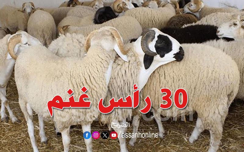 فوسانة: نفوق 30 رأس غنم دفعة واحدة في ملابسات غامضة.. – Assarih