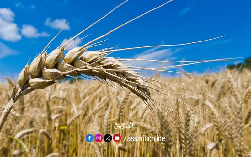 رسمي: صدور أمر تعيين سعر الحبوب بالنسبة للموسم الجديد – Assarih
