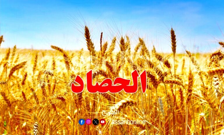 زغوان: تقدّم موسم الحصاد بنسبة تفوق 90 بالمائة – Assarih