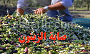 اتحاد الفلاحة: صابة الزيتون تفوق الـ500 ألف طنّ… وولاية في الصدارة – Assarih