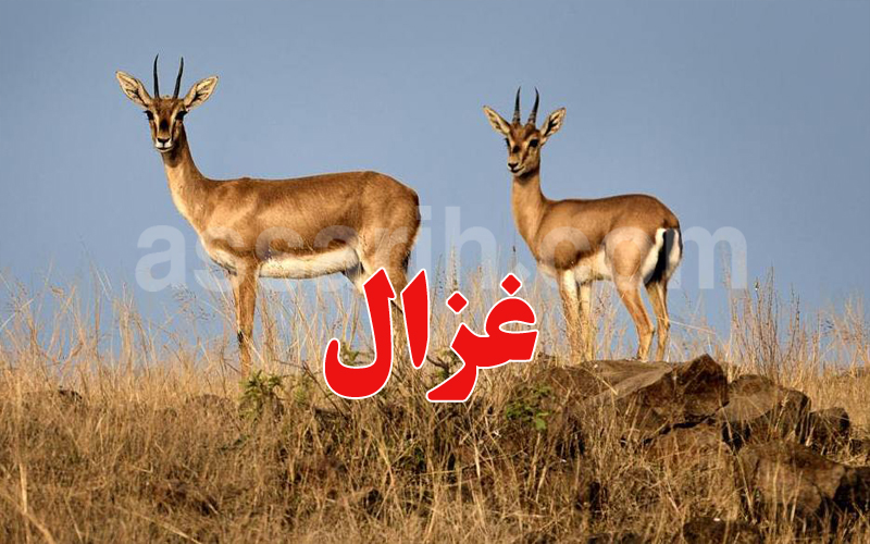 نقل 3 رؤوس من غزال الريم من محمية مدنين إلى محمية القنّة بصفاقس – Assarih